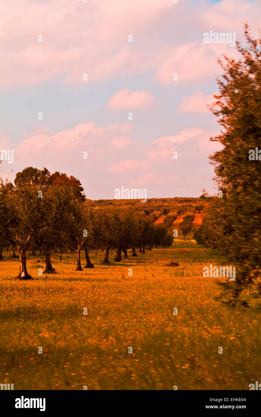 Olive tree landscape puglia italy hi-res stock photography and images ...