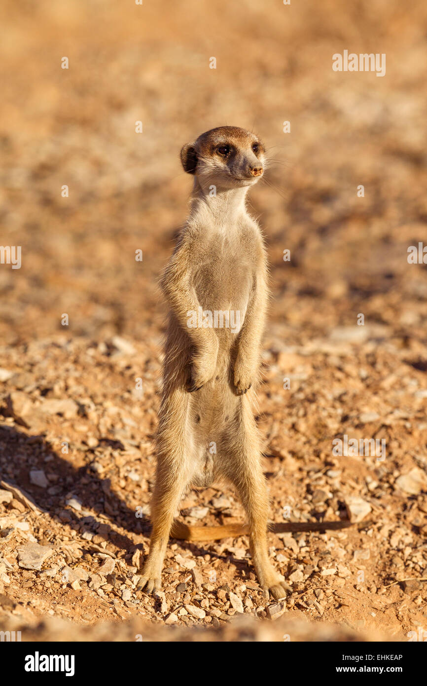 Meerkat burrow hi-res stock photography and images - Alamy