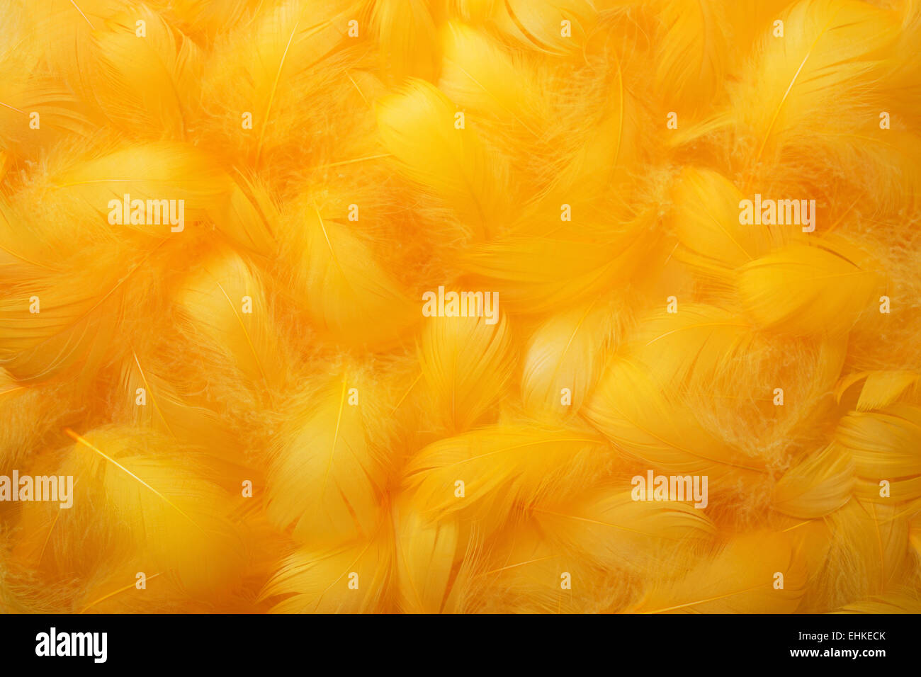 Soft and gentle theme - colored feathers background Stock Photo - Alamy