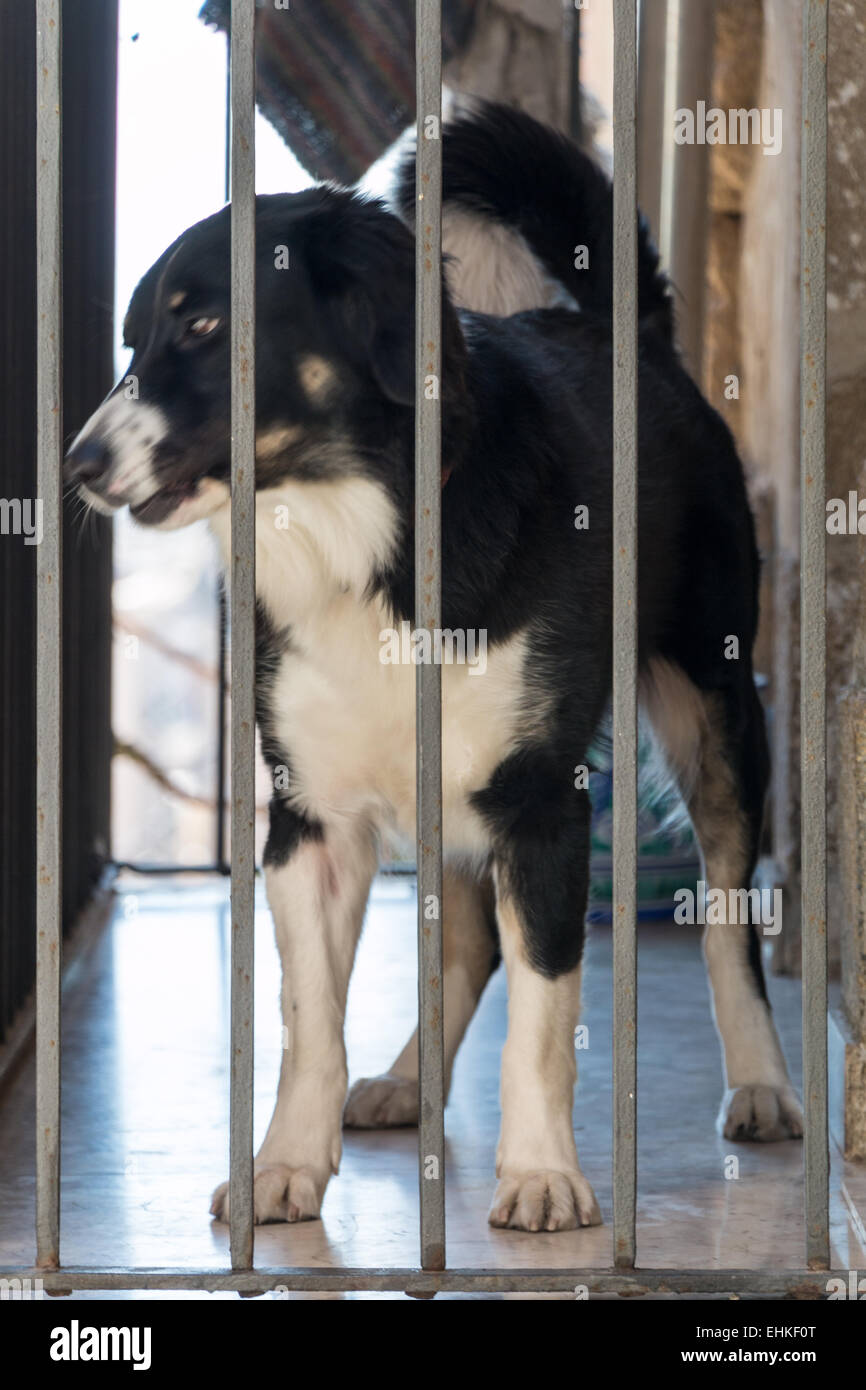 Little dog is looking for his master Stock Photo - Alamy