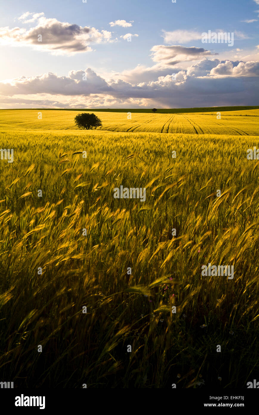 Wheat field, Apulia, Italy Stock Photo - Alamy