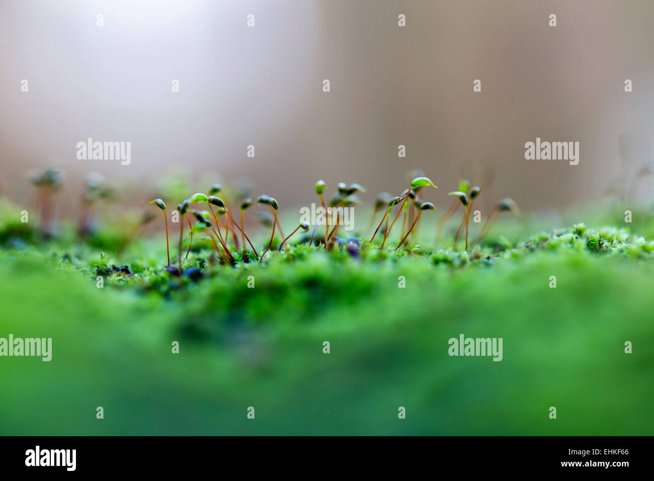Lyellia Moss (class Bryopsida Stock Photo - Alamy