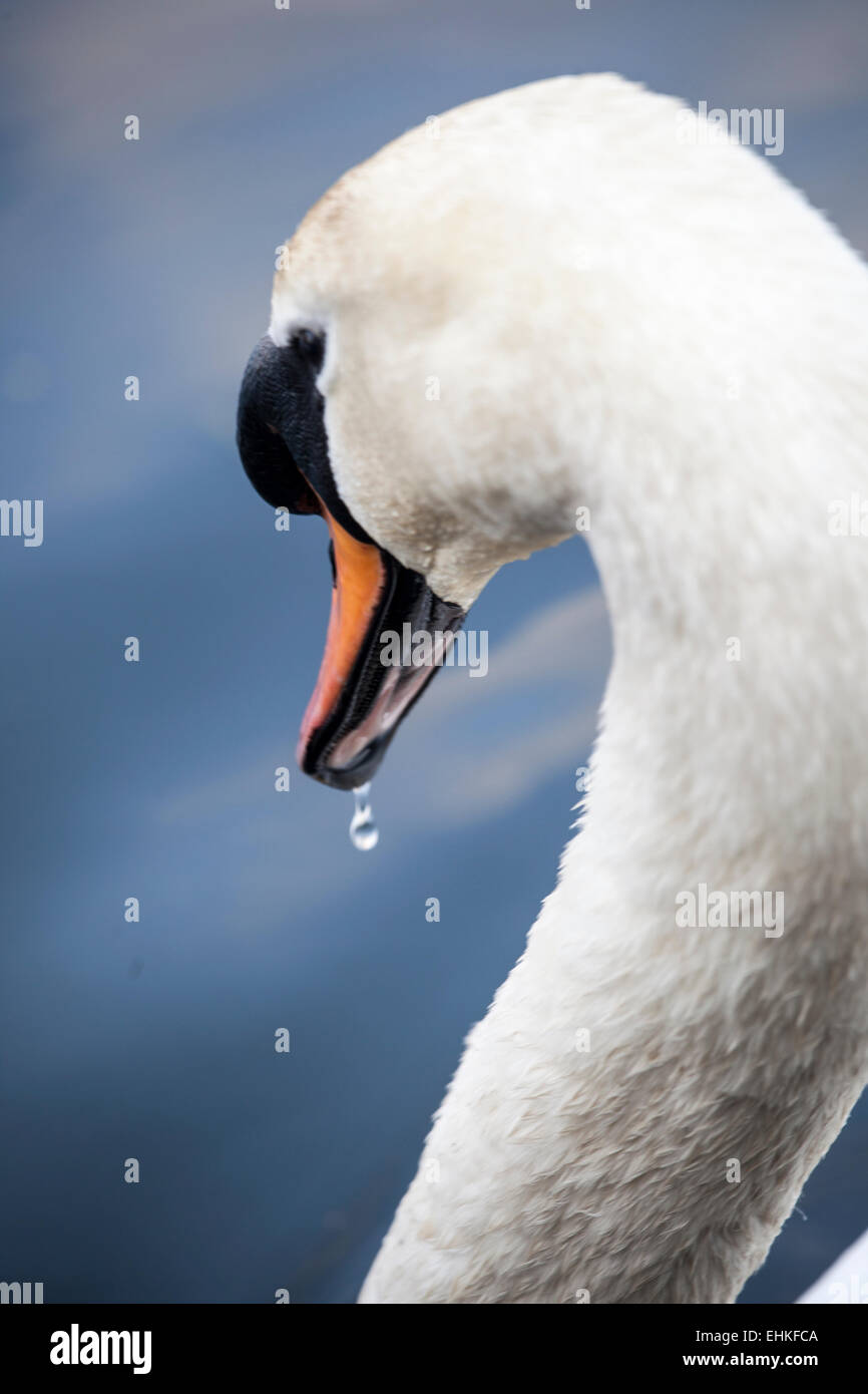 Drip head hi-res stock photography and images - Alamy