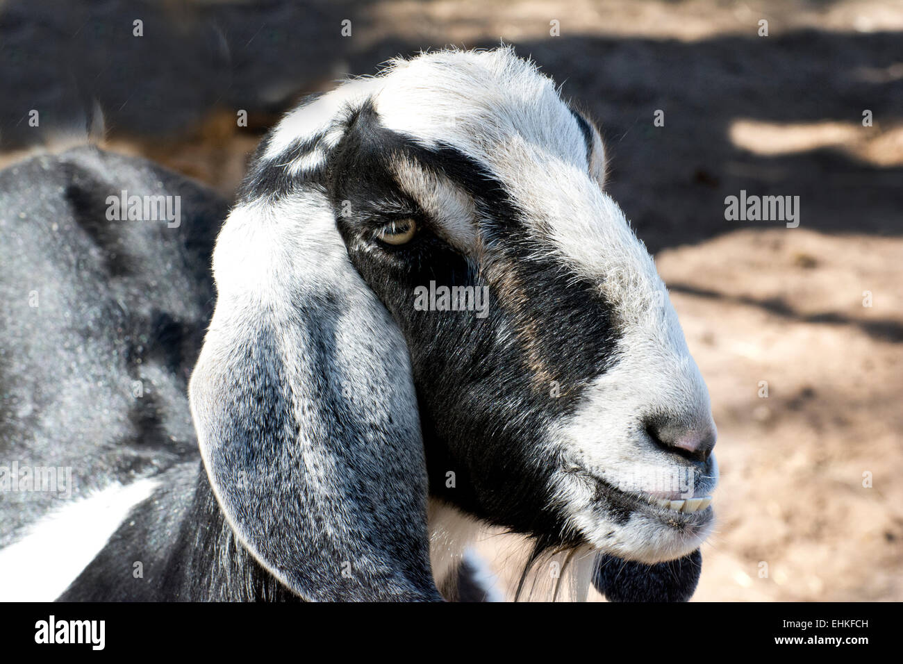 Goat florida hi-res stock photography and images - Alamy