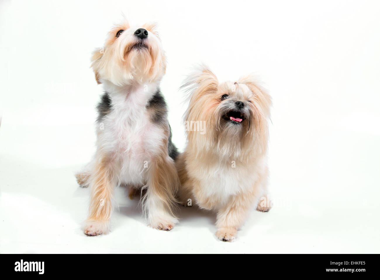 Cute couple small dogs looking top and barking Stock Photo - Alamy