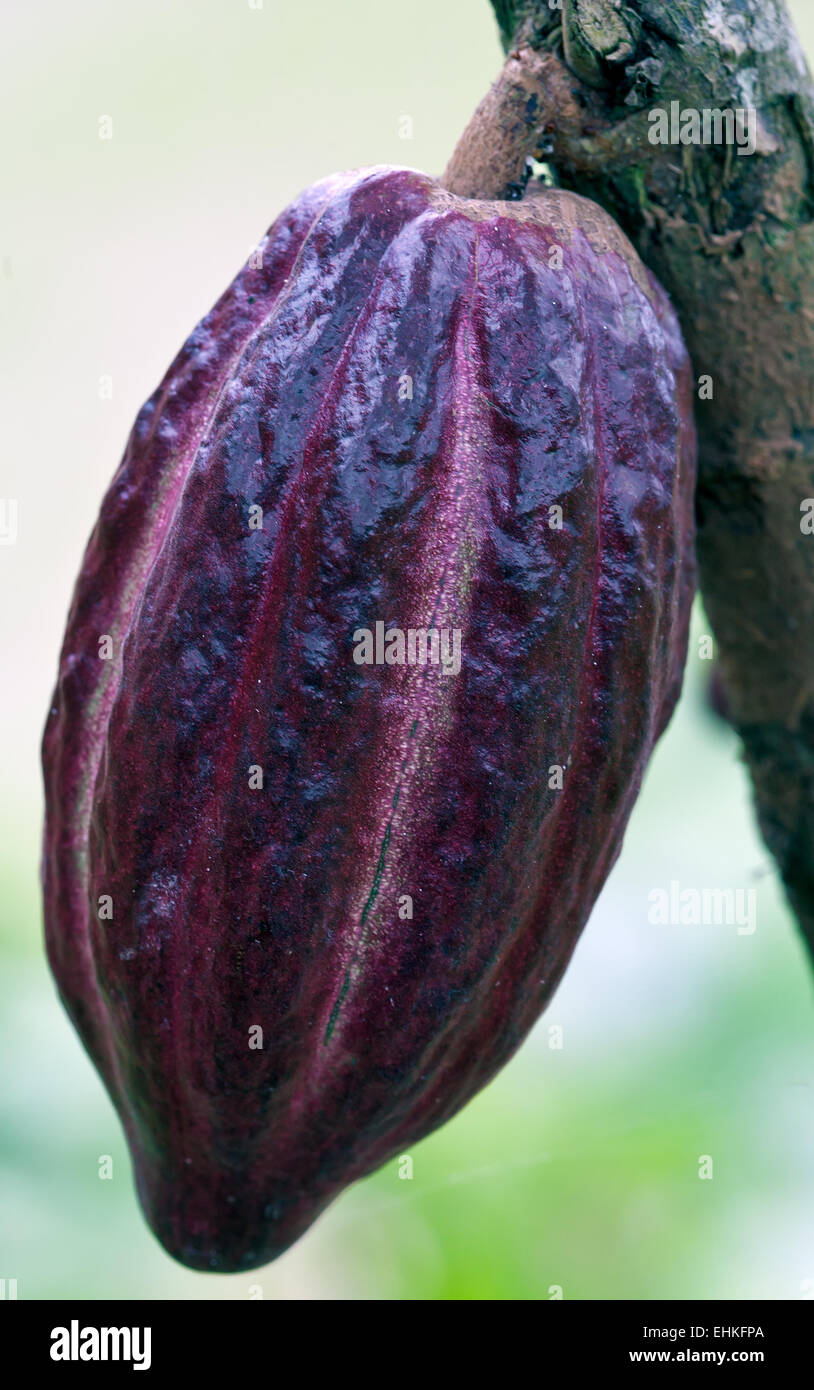 Cacao indonesia hi-res stock photography and images - Alamy