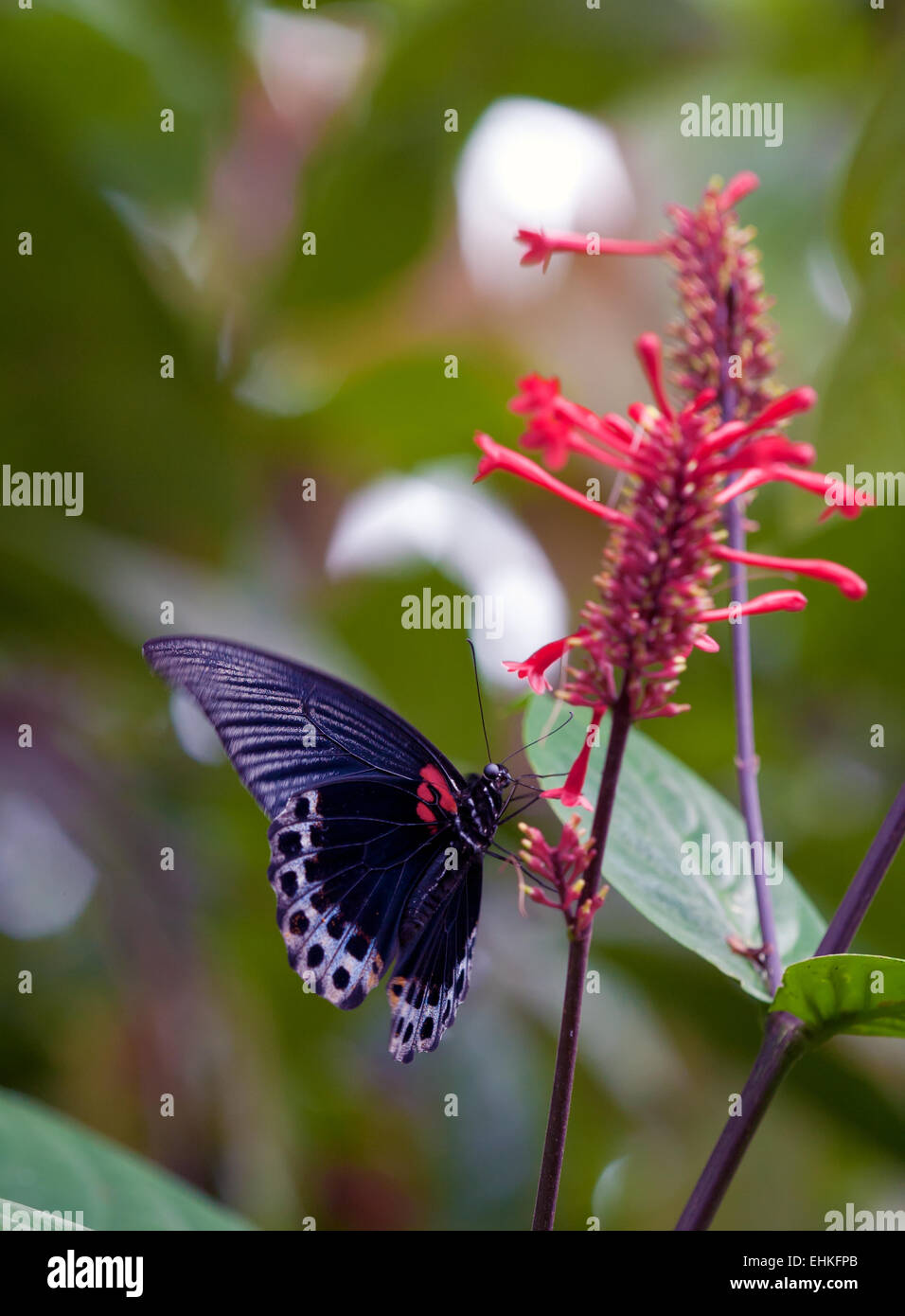 Big butterfly, Bali, Indonesia Stock Photo - Alamy