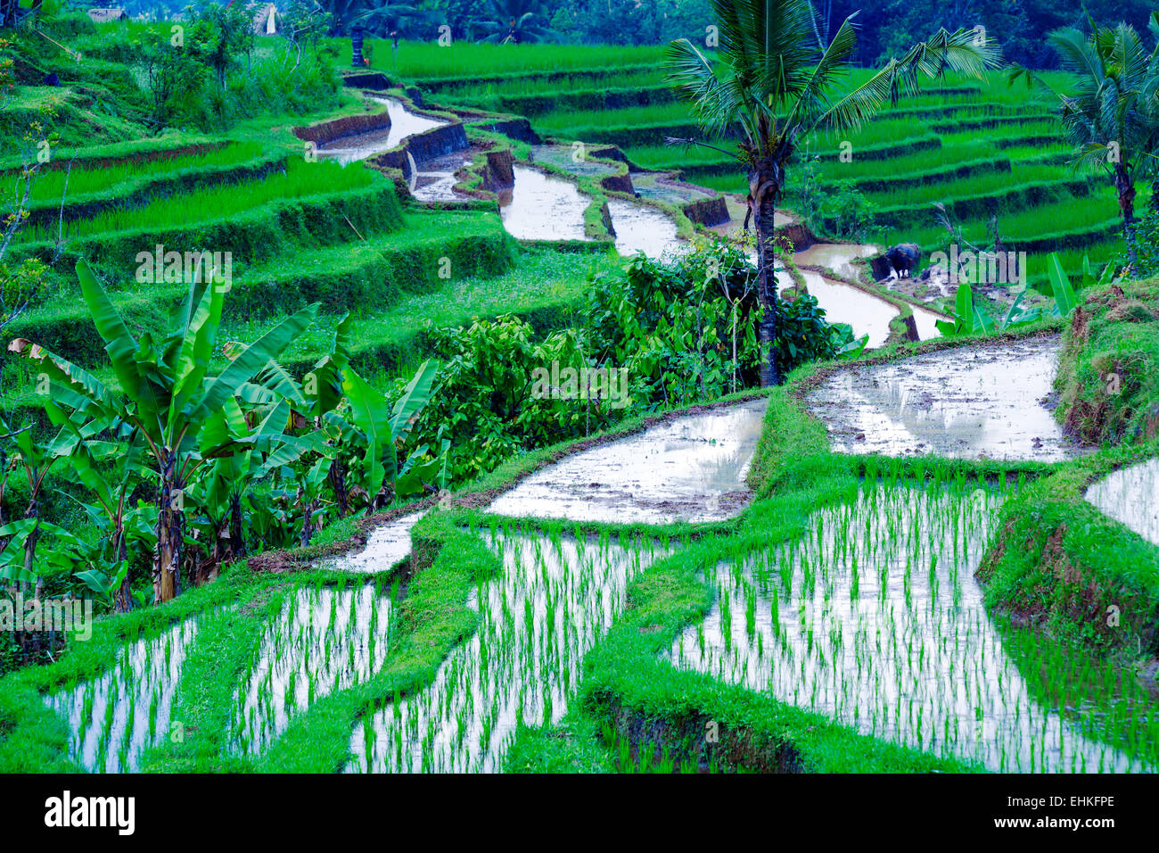 Landscape with Rice Field and Jungle in the Heart of Bali Island ...