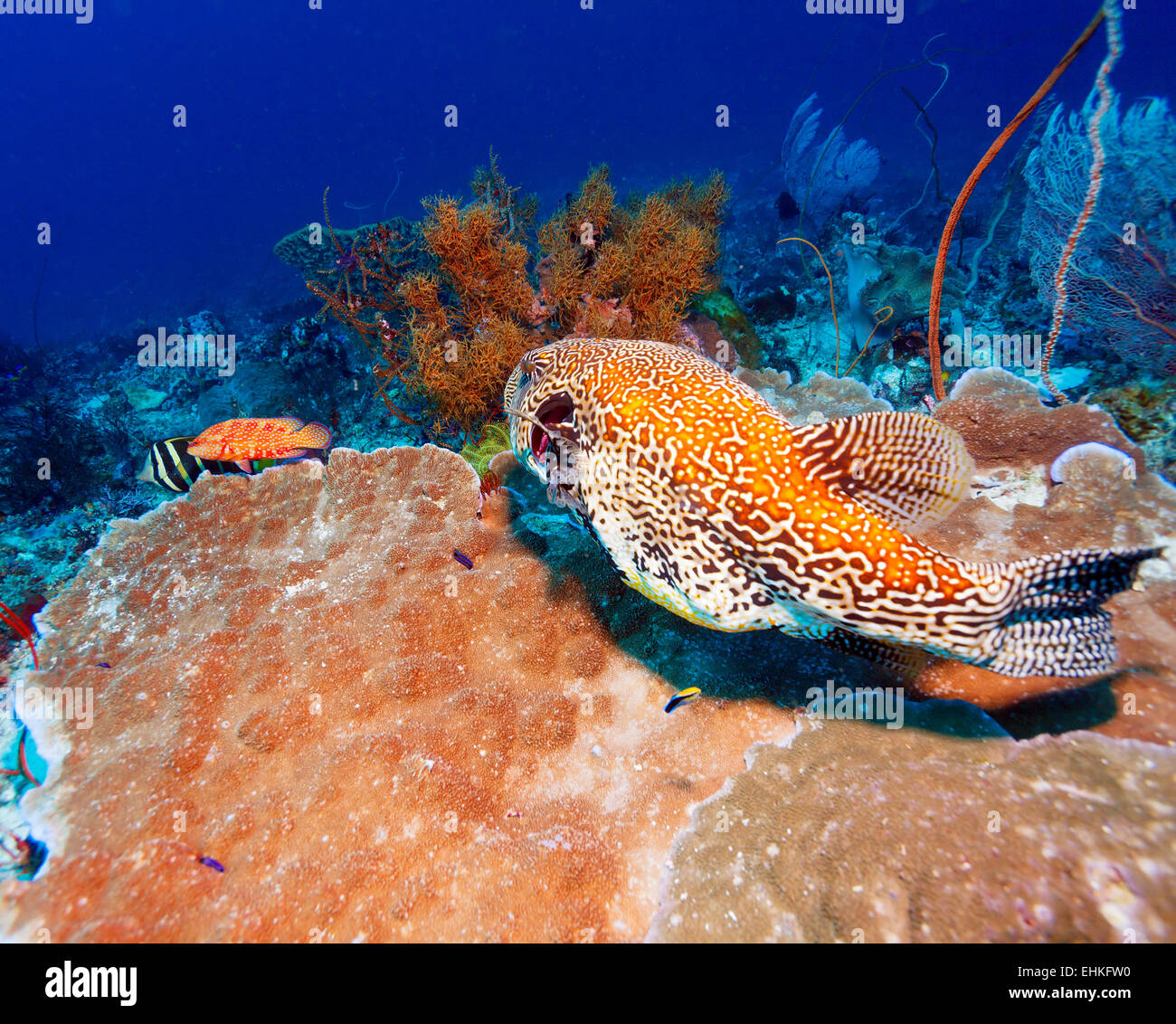 Underwater Landscape with Box Fish near Tropical Coral Reef, Bali ...