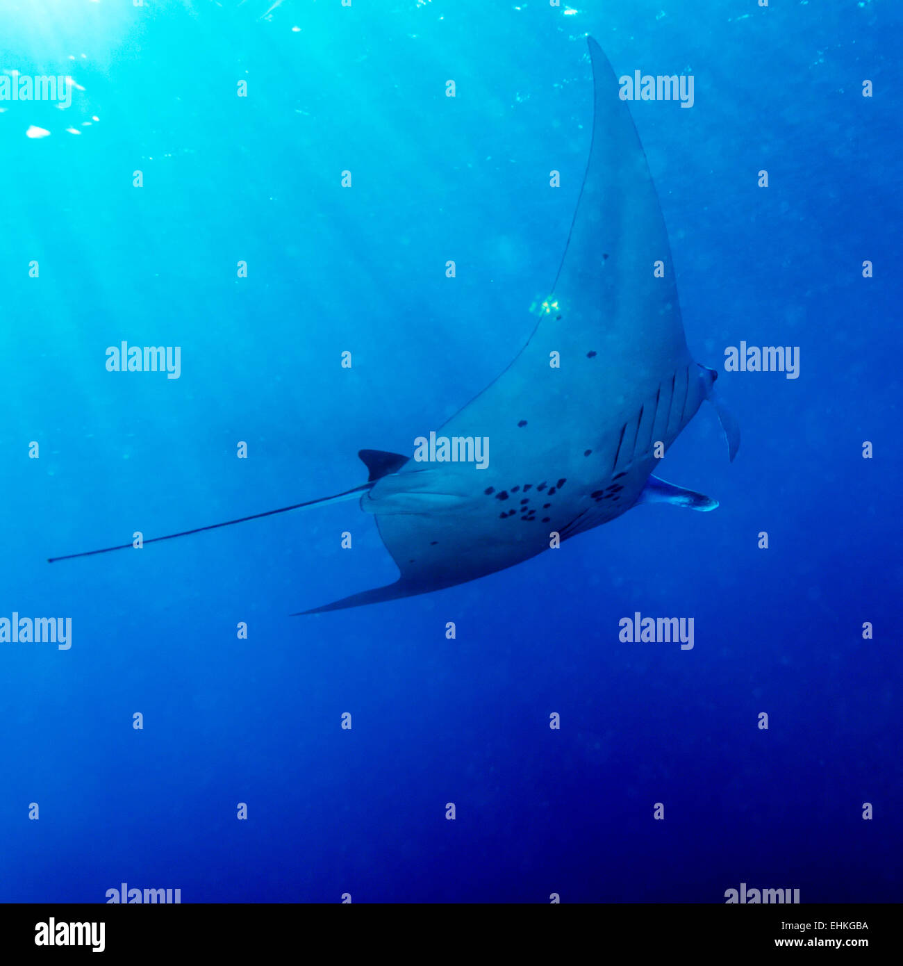 Swimming Big Manta Ray with Sun Rays near Sea Surface, Bali, Indonesia ...