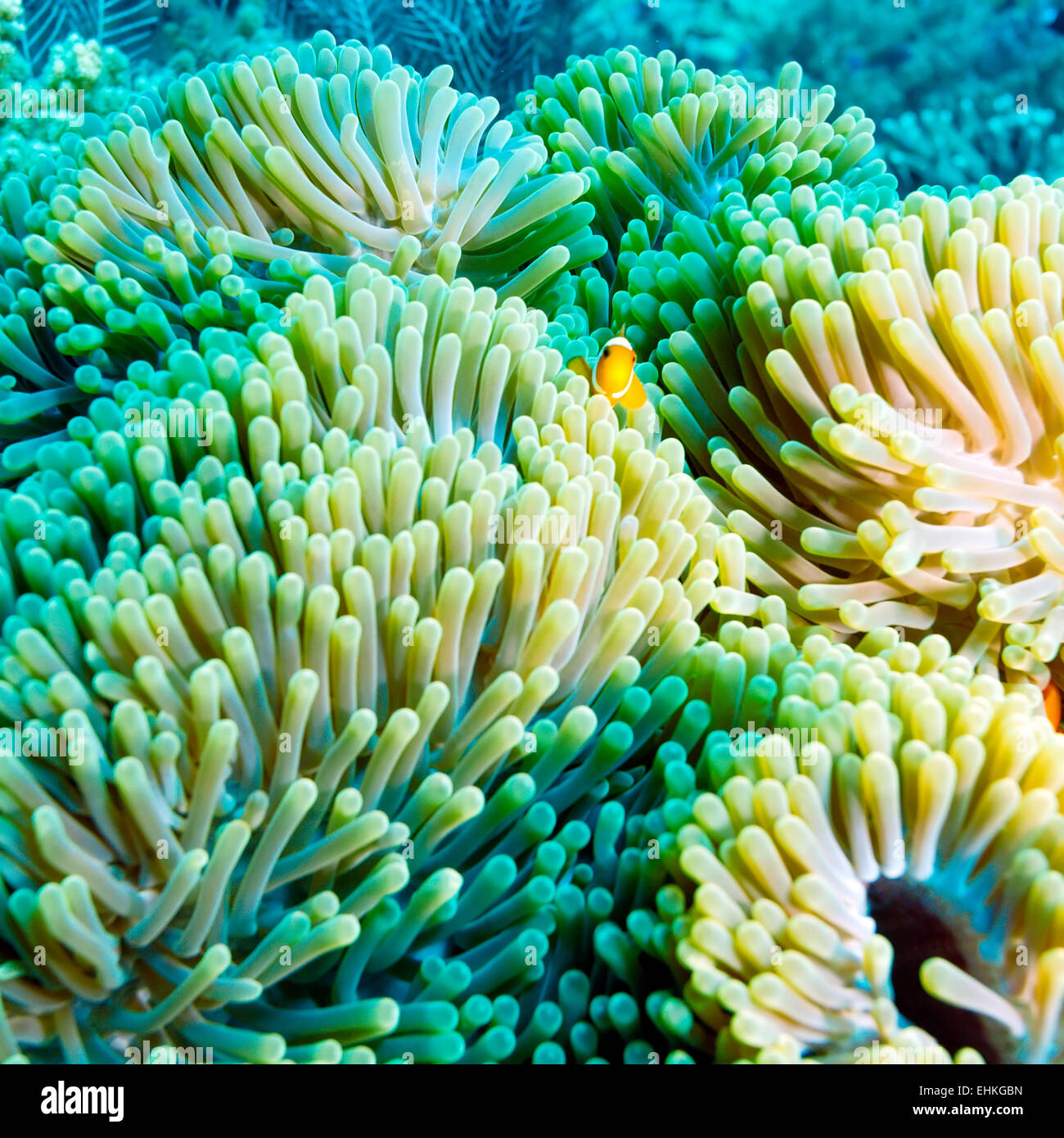 Underwater Landscape with Anemone Fish near Tropical Coral Reef, Bali ...