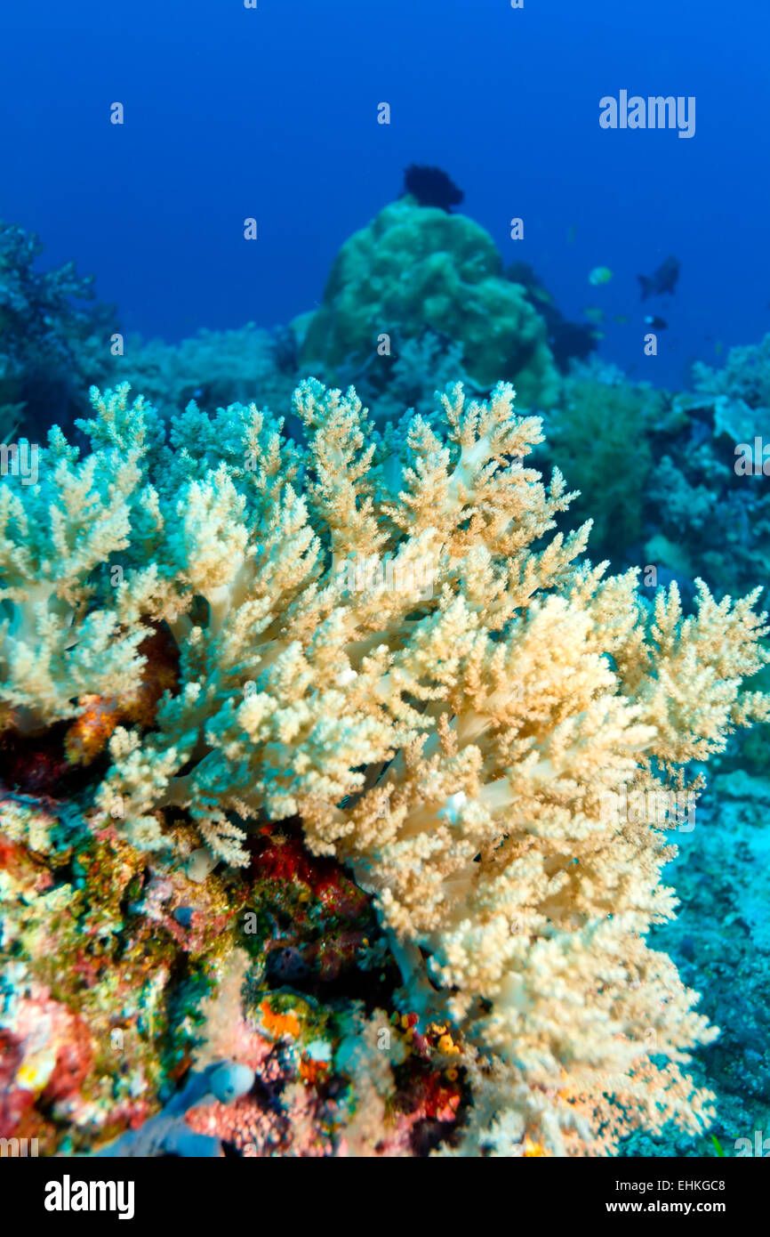 Colorful Tropical Reef Landscape with Soft Corals, bali, Indonesia ...