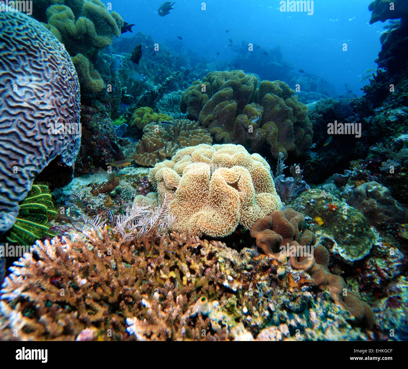 Colorful Tropical Reef Landscape with Soft Corals, bali, Indonesia ...