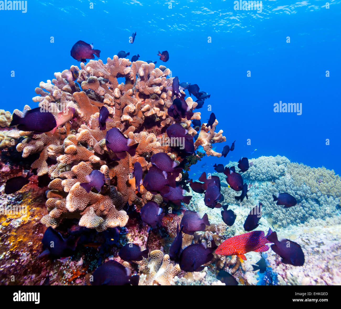 Underwater Landscape with Hundreds of Fishes near Tropical Coral Reef ...