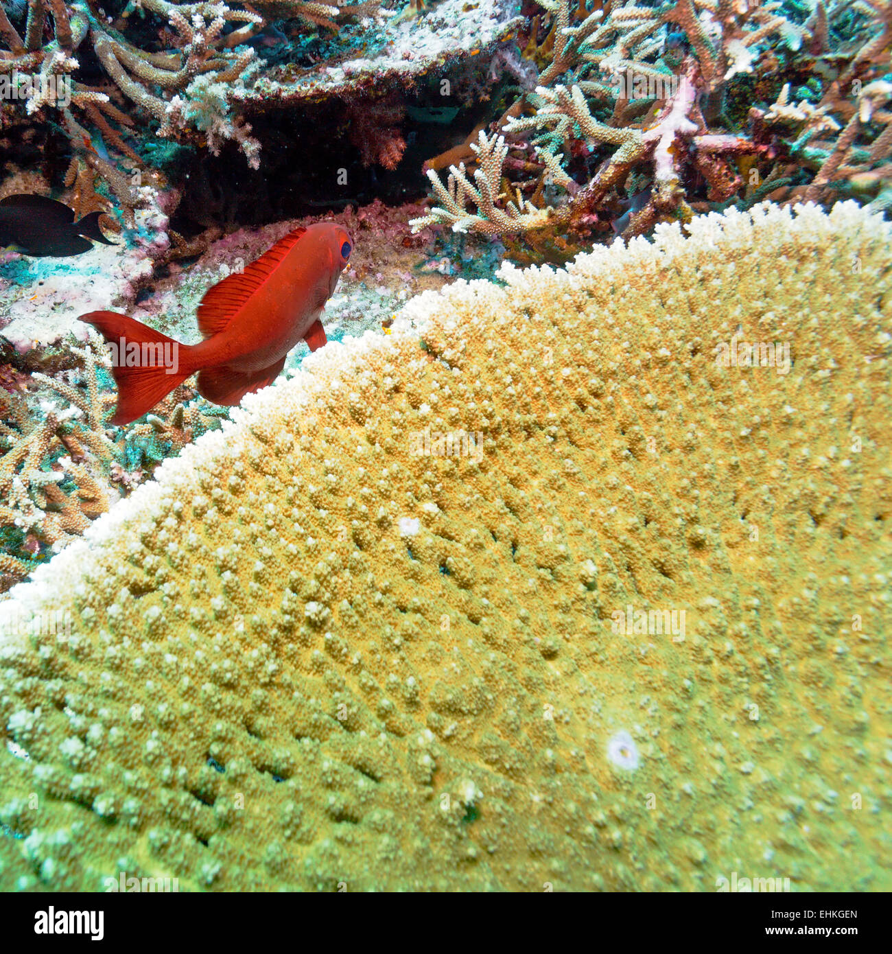 Underwater Landscape with Red Tropical Fish near Coral Reef, Bali ...