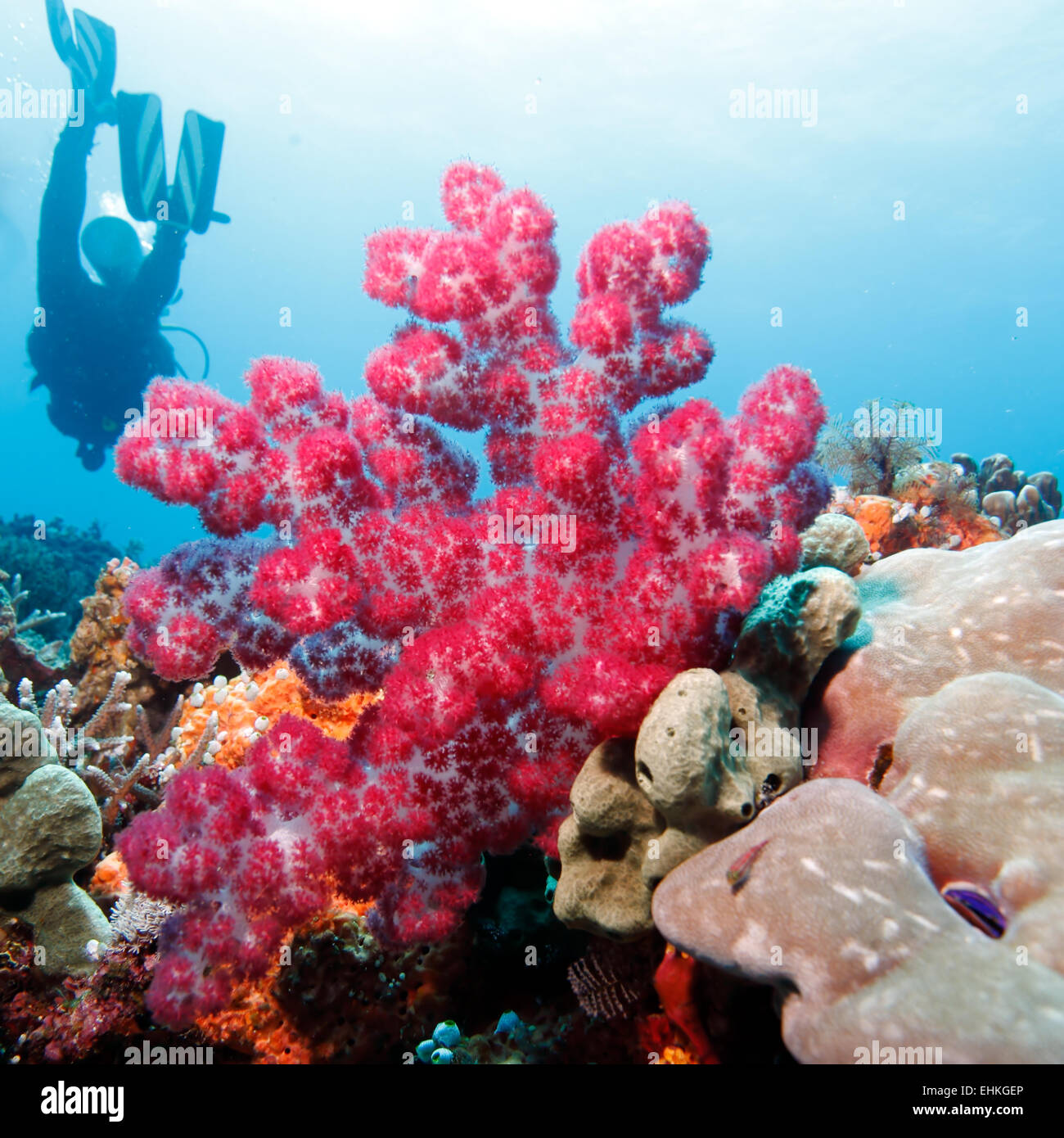 Colorful Tropical Reef Landscape with Soft Corals, bali, Indonesia ...
