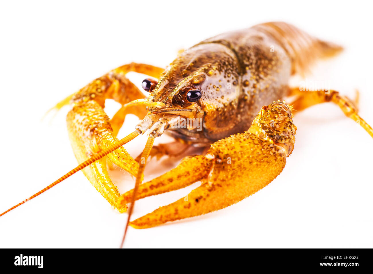 boiled crawfish closeup isolated on a white background Stock Photo - Alamy