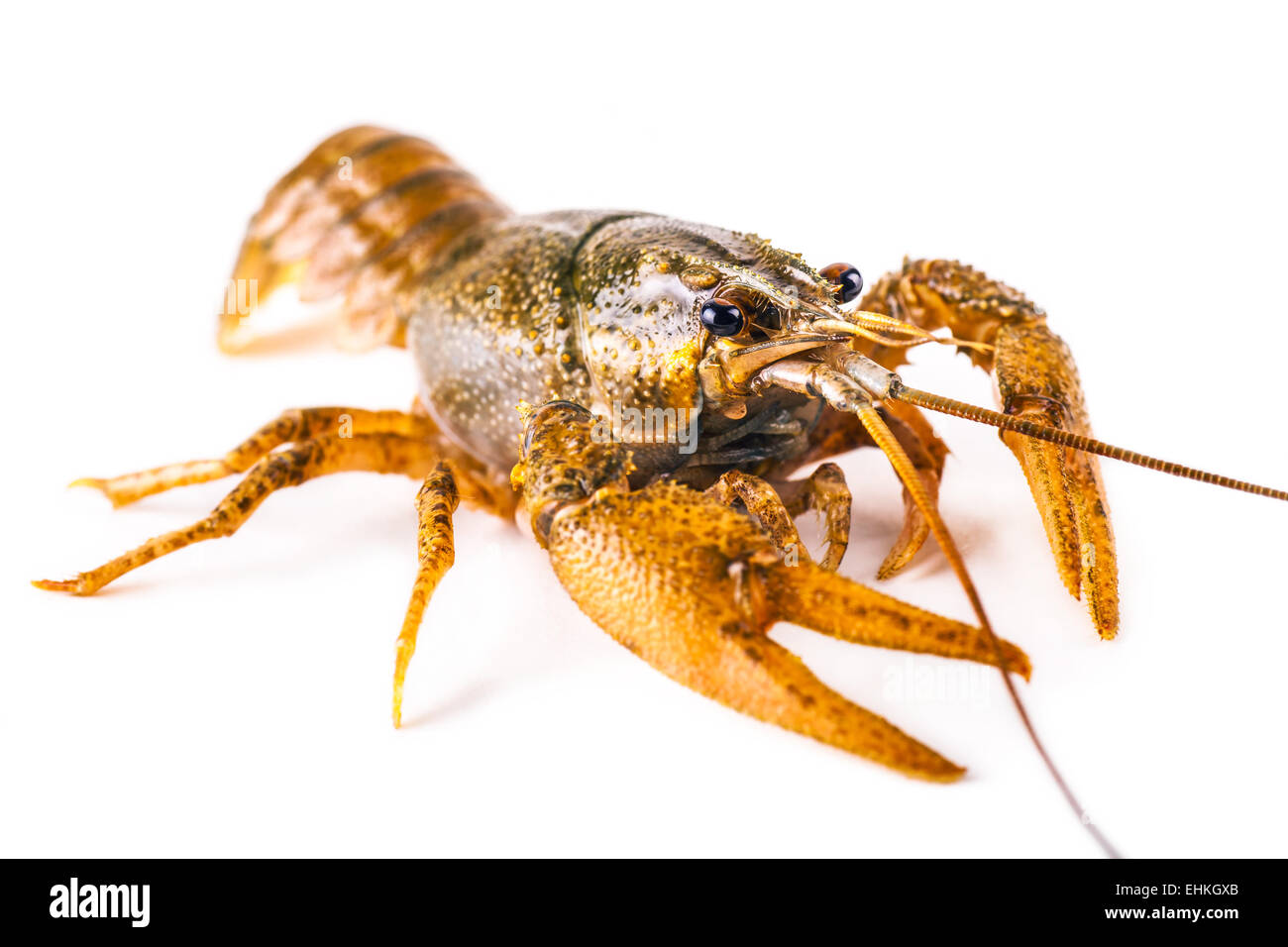 cooked cancer close-up isolated on a white background Stock Photo - Alamy