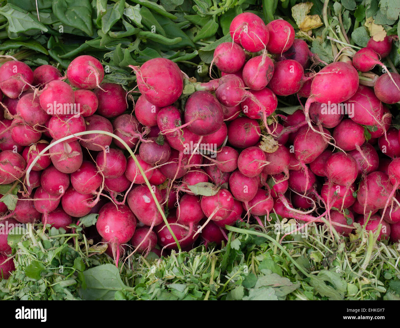 Radishes (genus Raphanus) in a farmers market, San Jose, Costa Rica ...