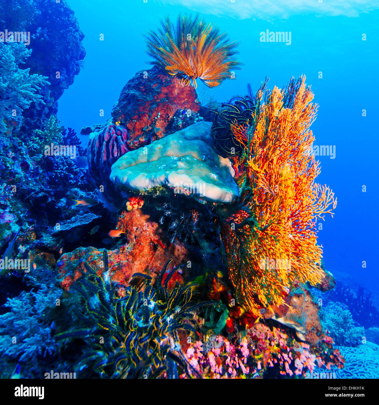 Sea Lilies on Colorful Tropical Reef, Bali, Indonesia Stock Photo - Alamy