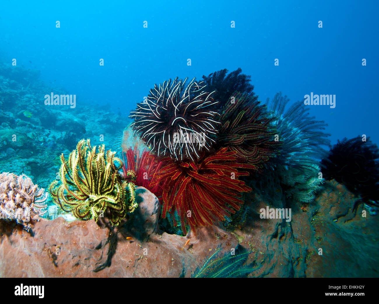 Different Feather Stars, Satonda, N of Sumbawa, Indonesia Stock Photo ...
