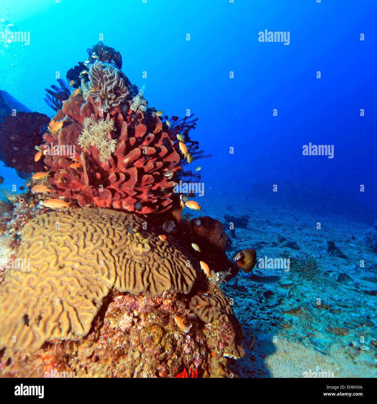 Coral reef bali hi-res stock photography and images - Alamy