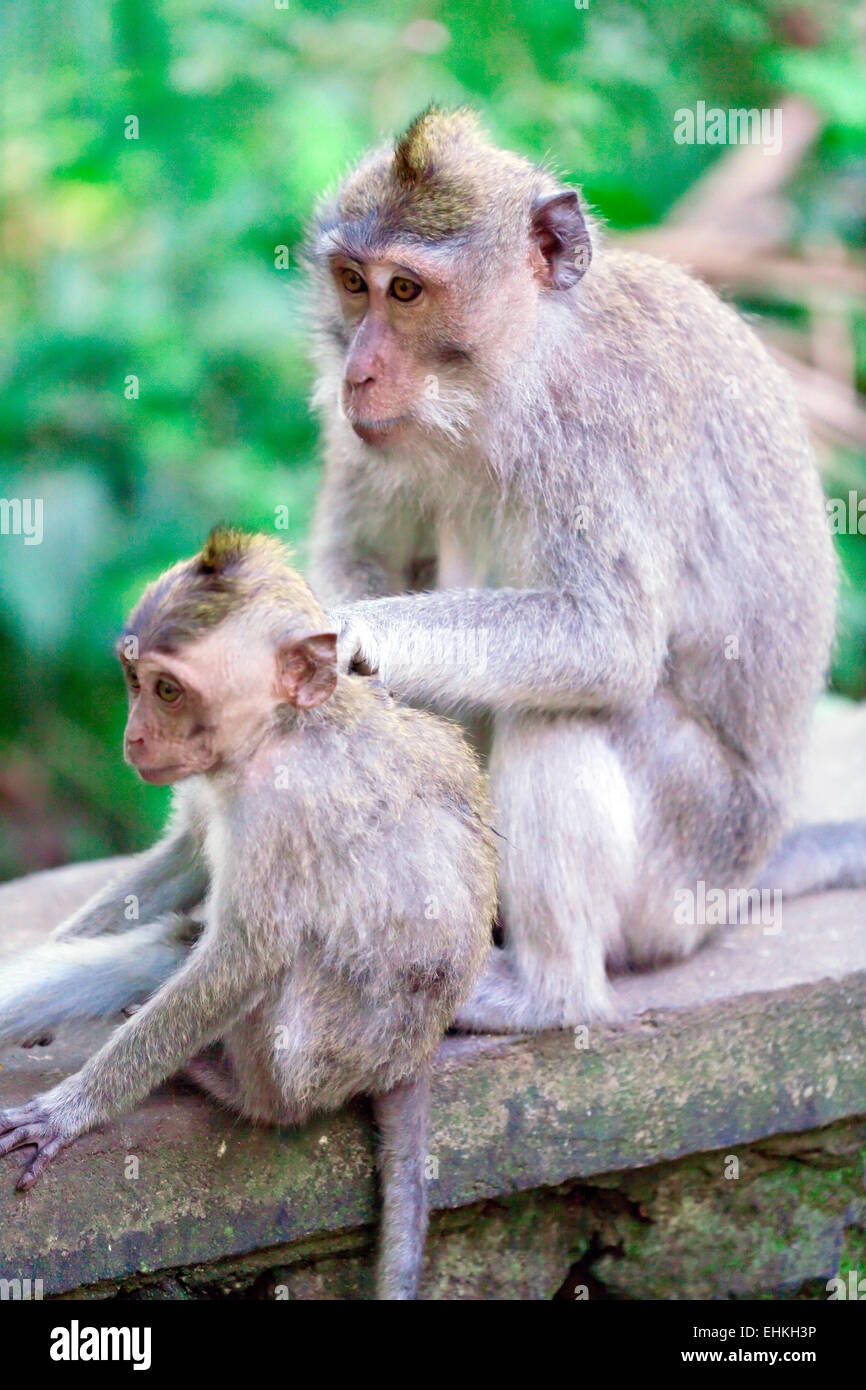 Long-tailed Macaque (Macaca fascicularis), Bali, Indonesia Stock Photo ...