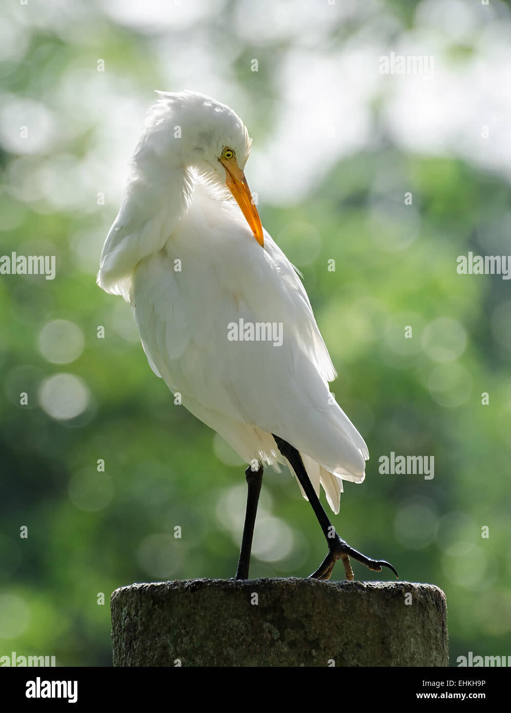 The great egret (Ardea alba) also known as common egret, large egret or ...