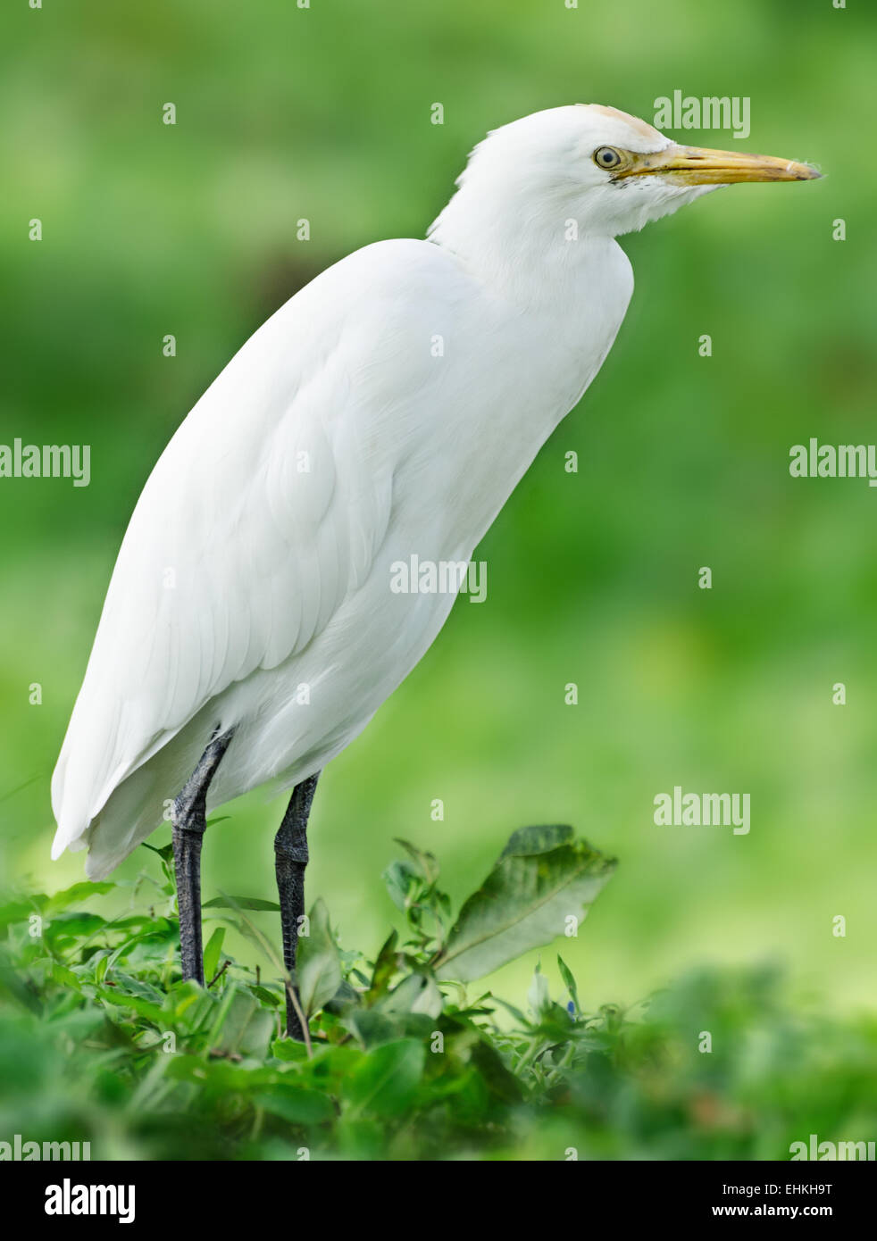 The great egret (Ardea alba) also known as common egret, large egret or ...