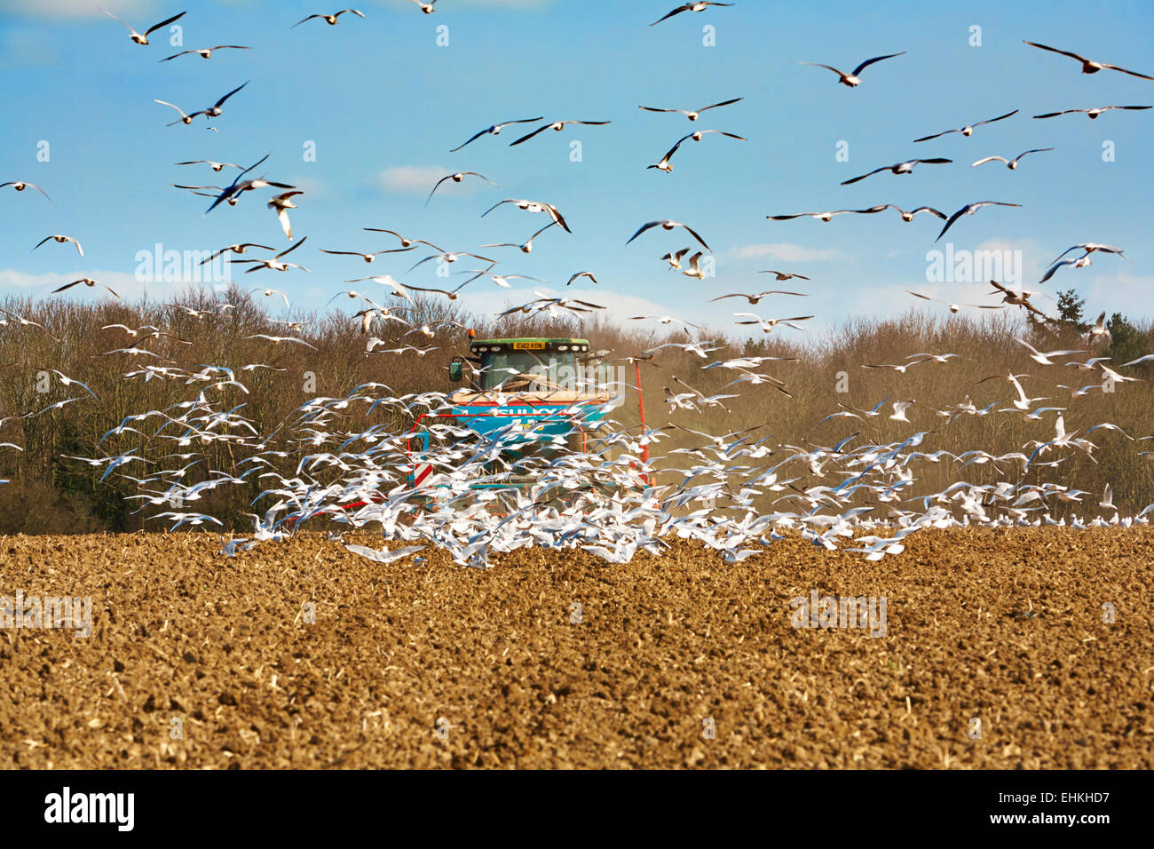 Tractor followed by gulls hi-res stock photography and images - Alamy