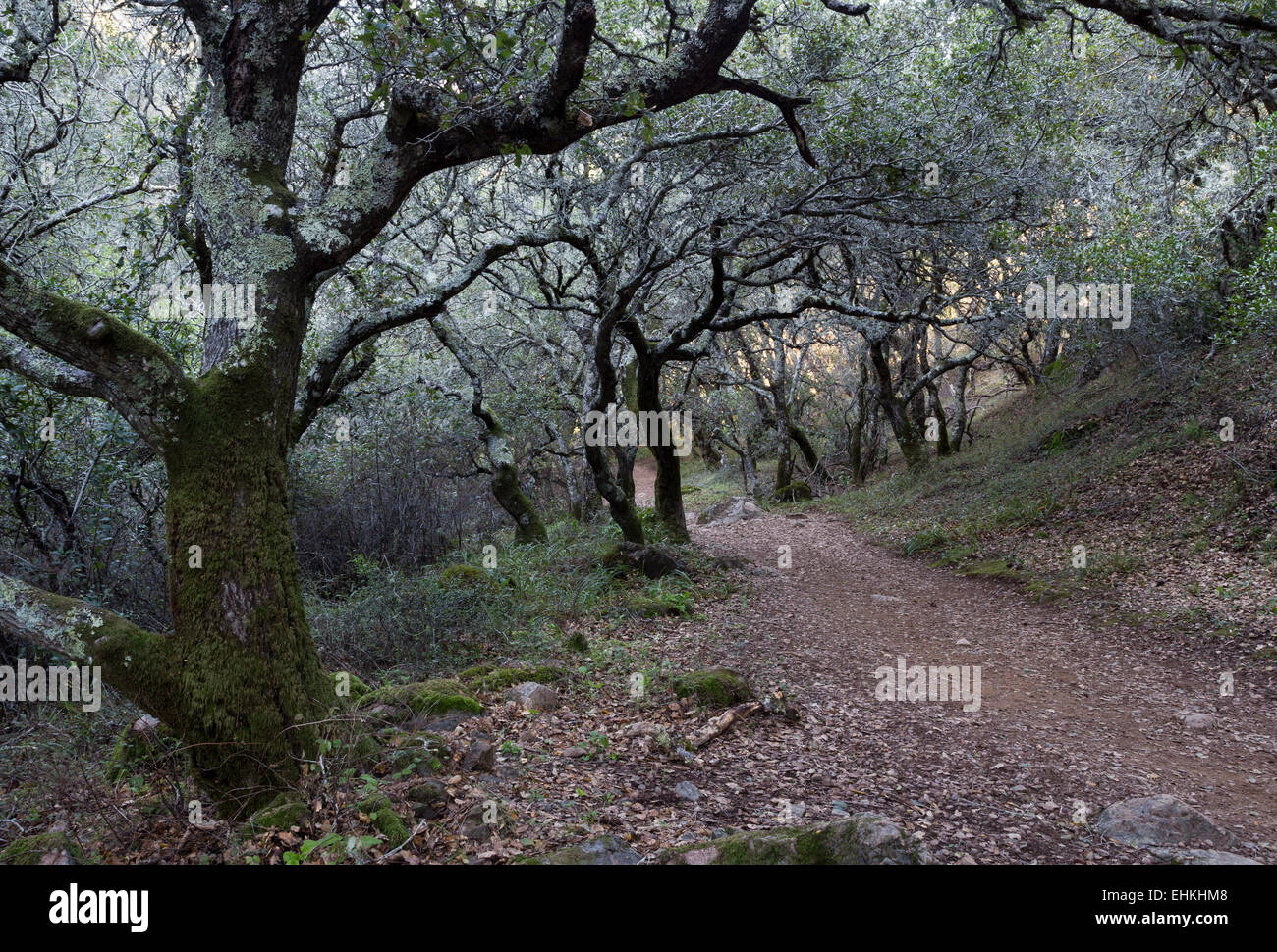 Hiking trail to Arroyo de San Jose Waterfall in the city of Novato ...