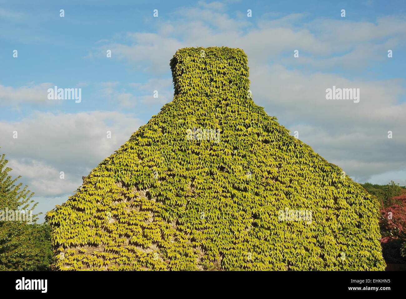 House, completely overgrown with virginia creeper Stock Photo - Alamy