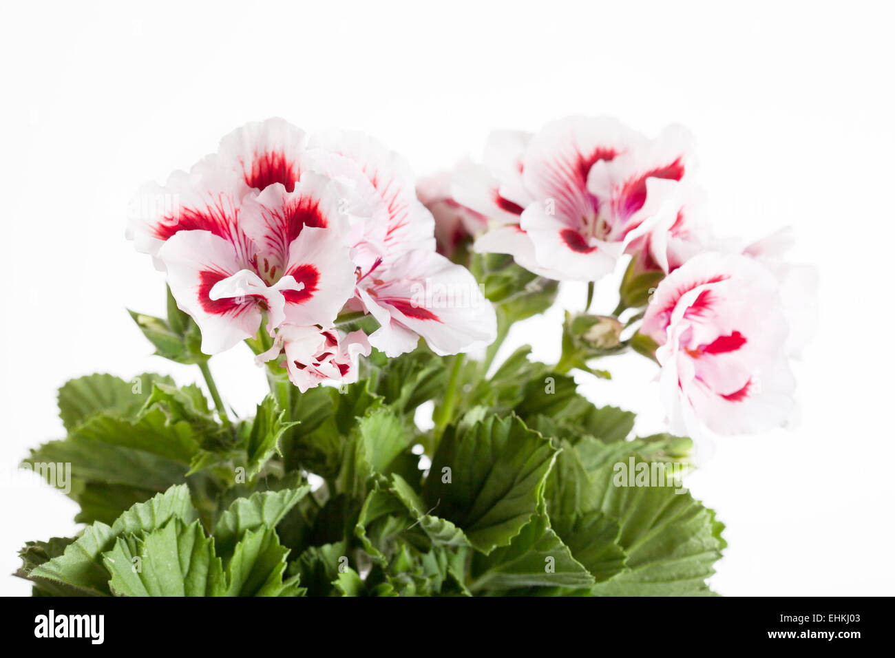 Red and white geranium hi-res stock photography and images - Alamy