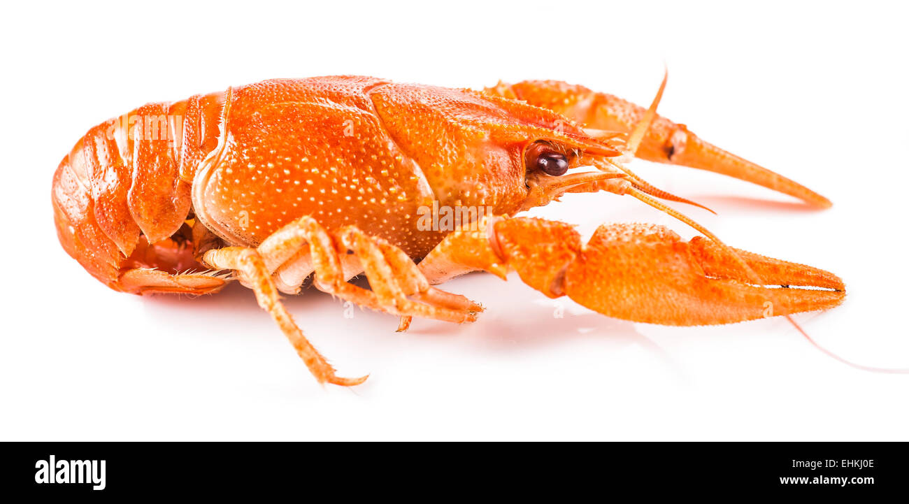 cooked crayfish close-up isolated on a white background Stock Photo - Alamy