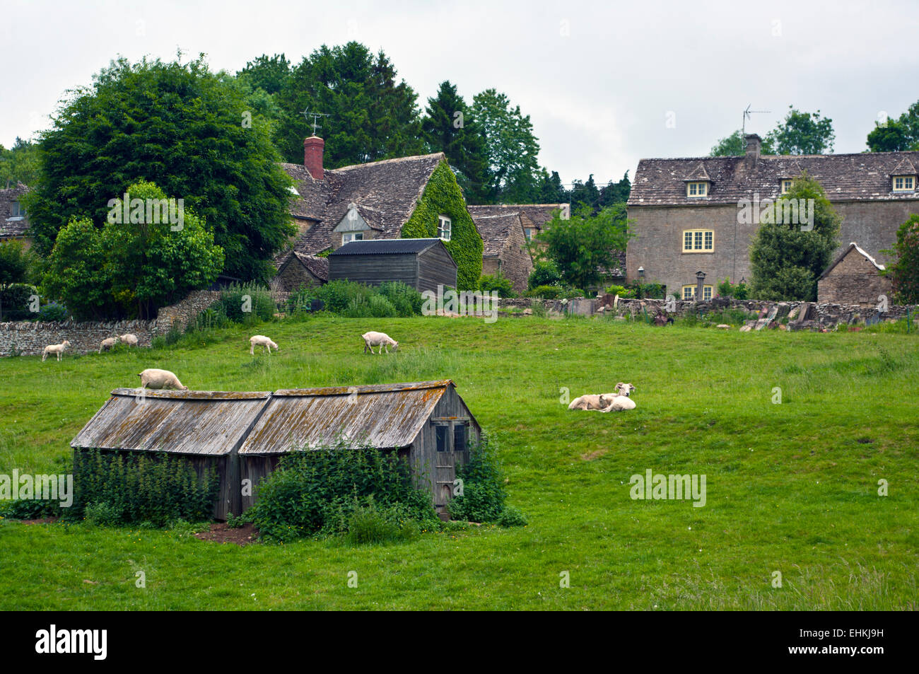 Sheep relaxing in a field, with a chicken coop, in the Cotswolds ...