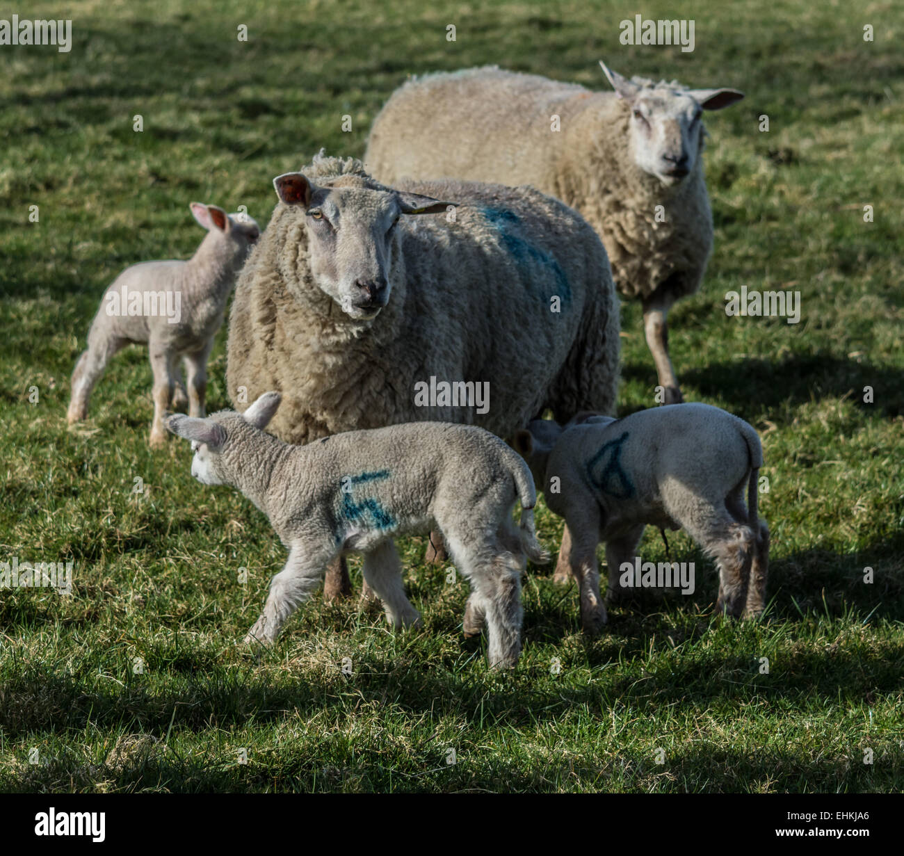 Lambs group hi-res stock photography and images - Alamy