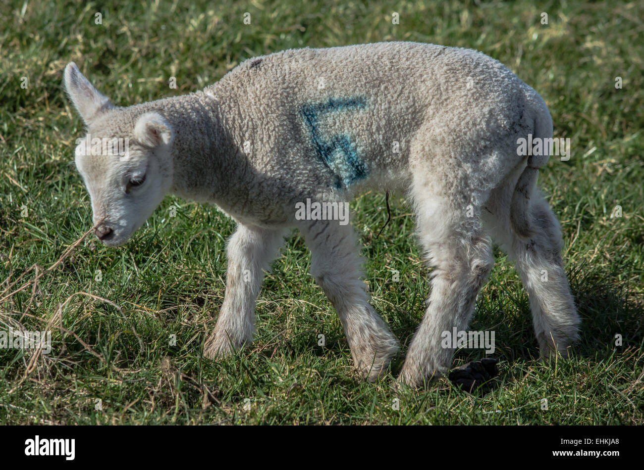 Newborn Lamb Standing High Resolution Stock Photography and Images - Alamy