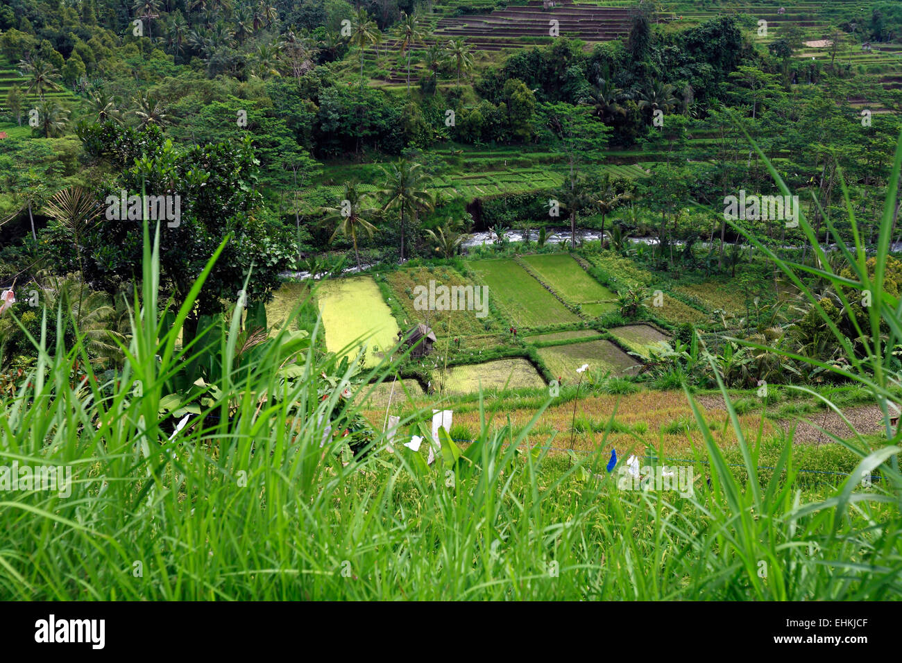 Landscape with Rice Field and Jungle in the Heart of Bali Island ...