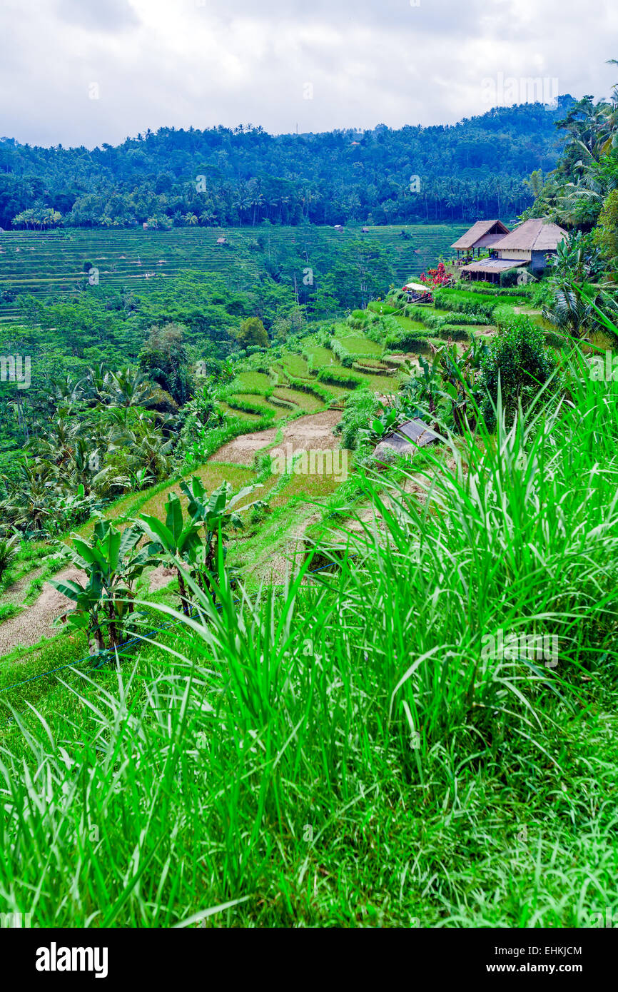 Traditional Village with Rice Field in Jungle in the Heart of Bali ...