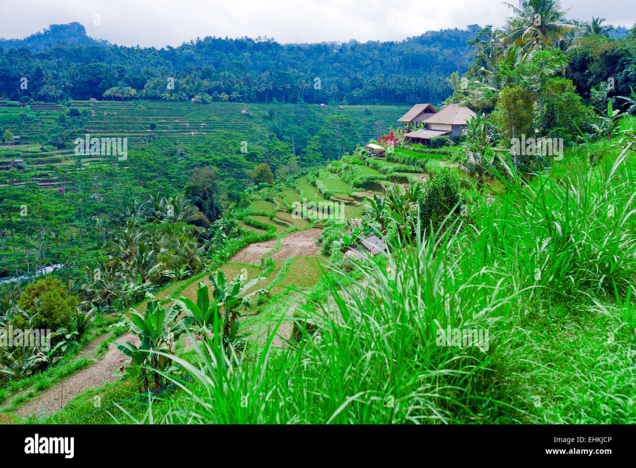 Traditional Village with Rice Field in Jungle in the Heart of Bali ...