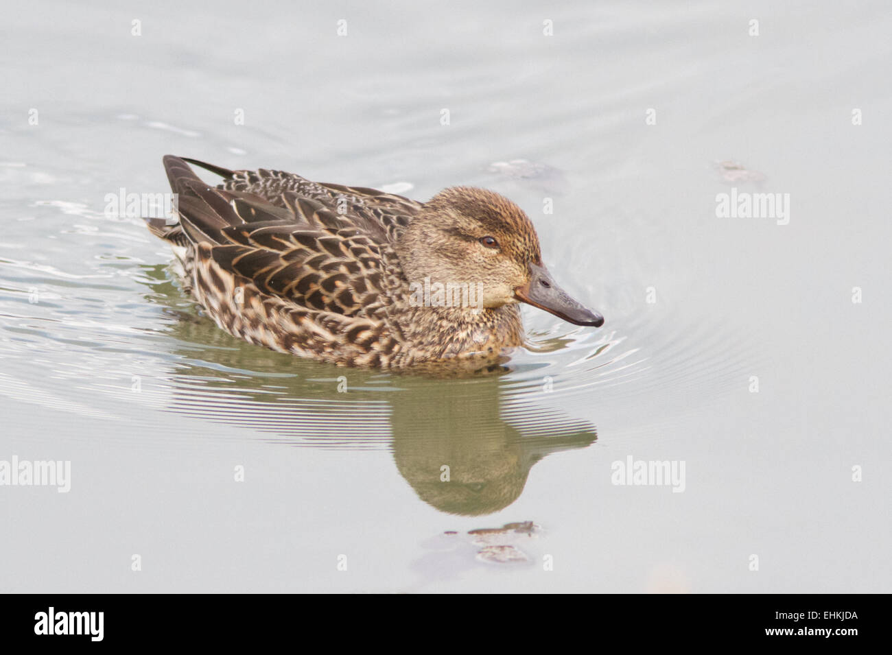 A wetland Teal swimming on a pond Stock Photo - Alamy