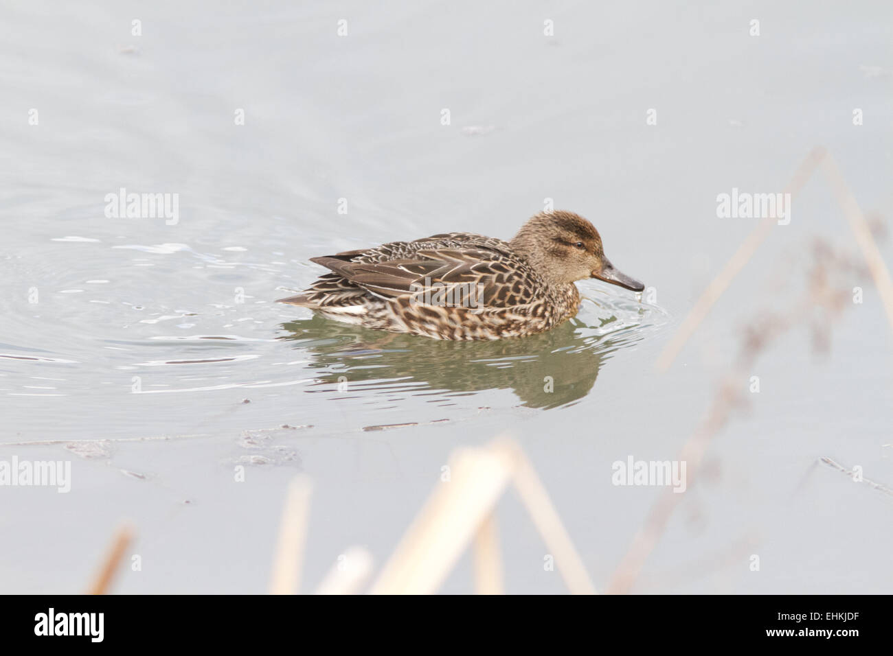 A wetland Teal swimming on a pond Stock Photo - Alamy