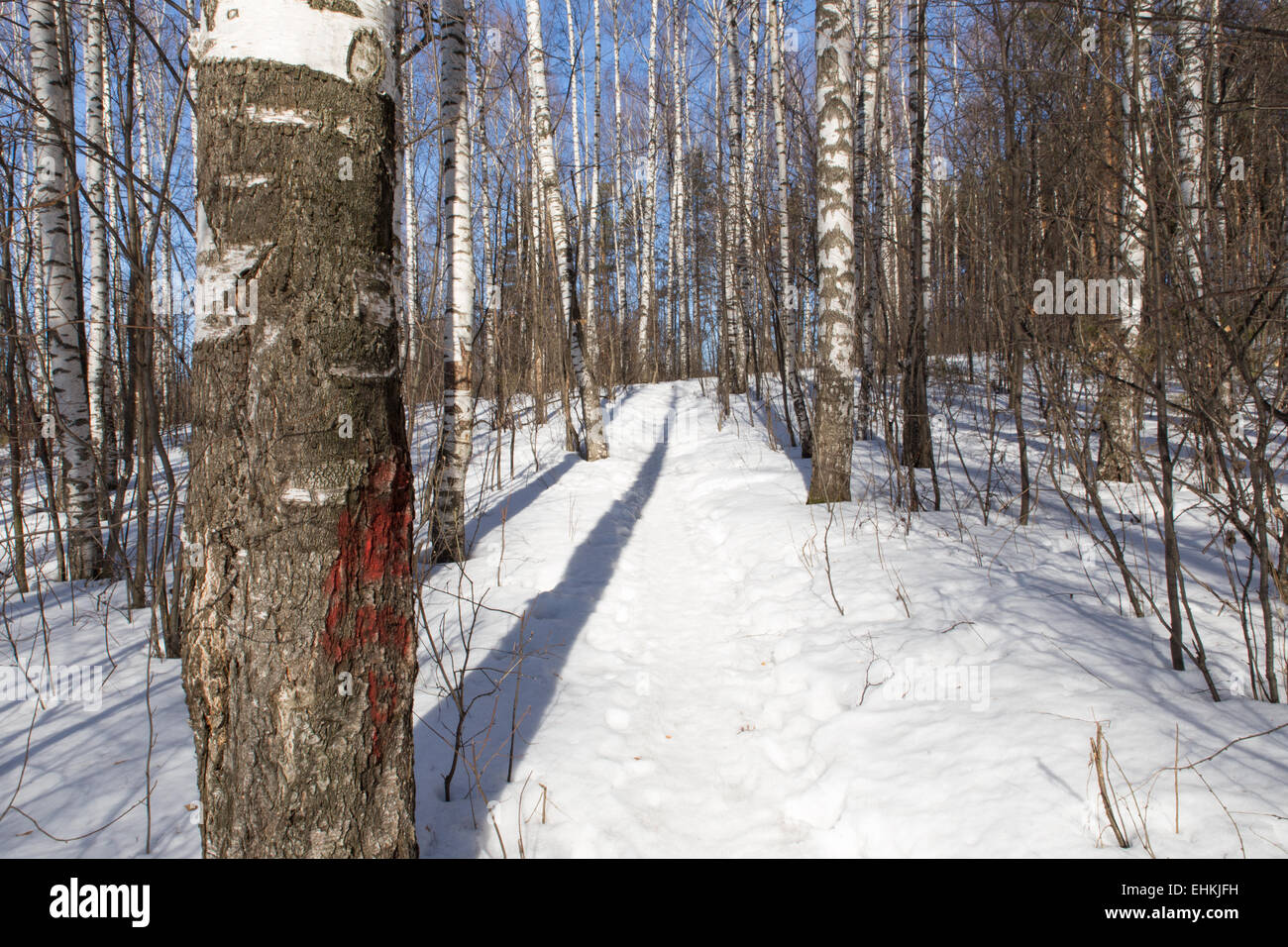 path in winter forest Stock Photo - Alamy