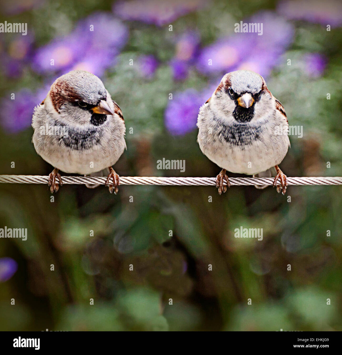 Sparrow standing hi-res stock photography and images - Alamy