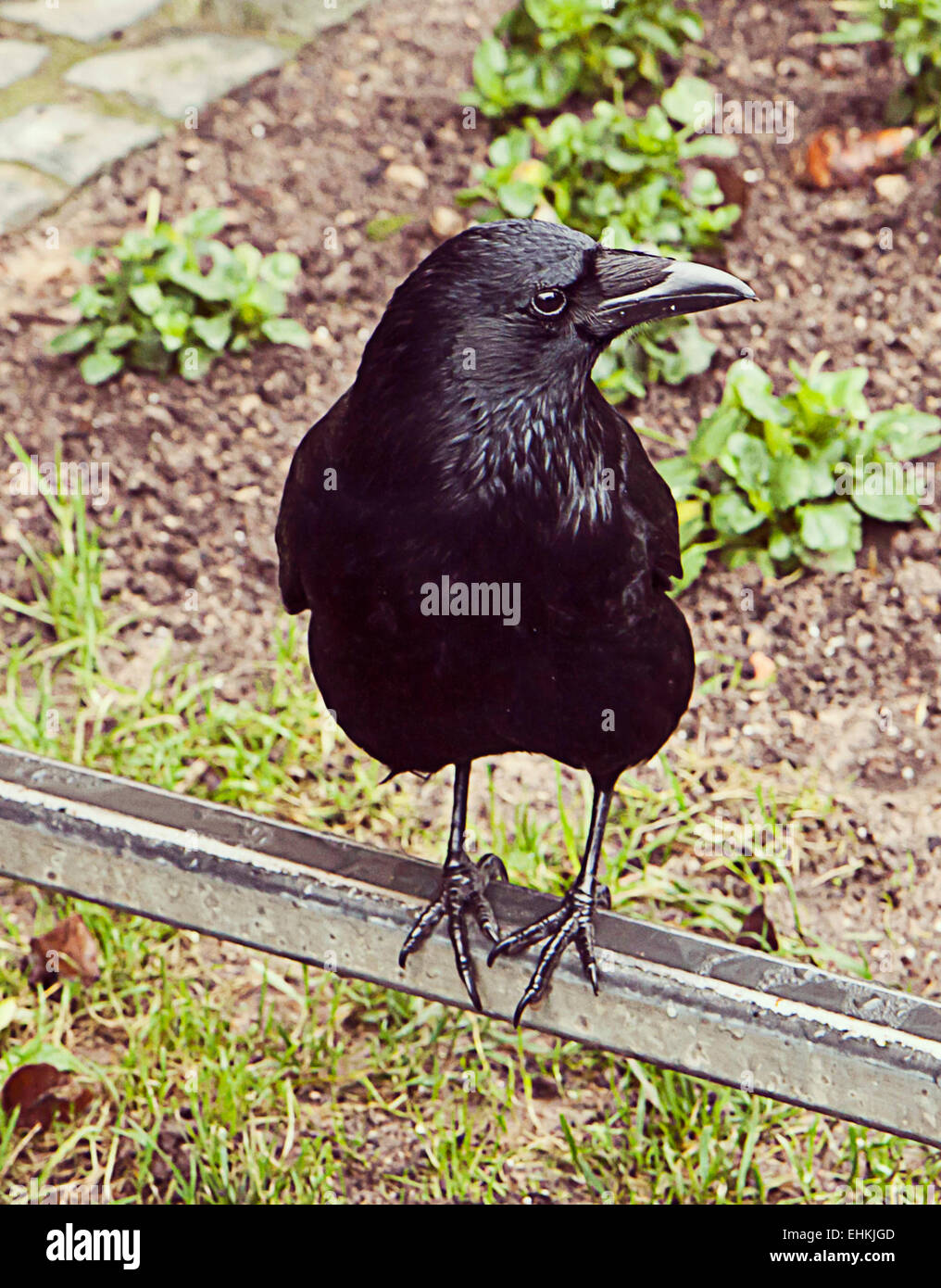 Instagram crow hi-res stock photography and images - Alamy