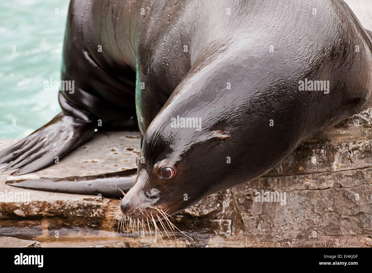 Cute sea lion on rocky coast near water Stock Photo - Alamy
