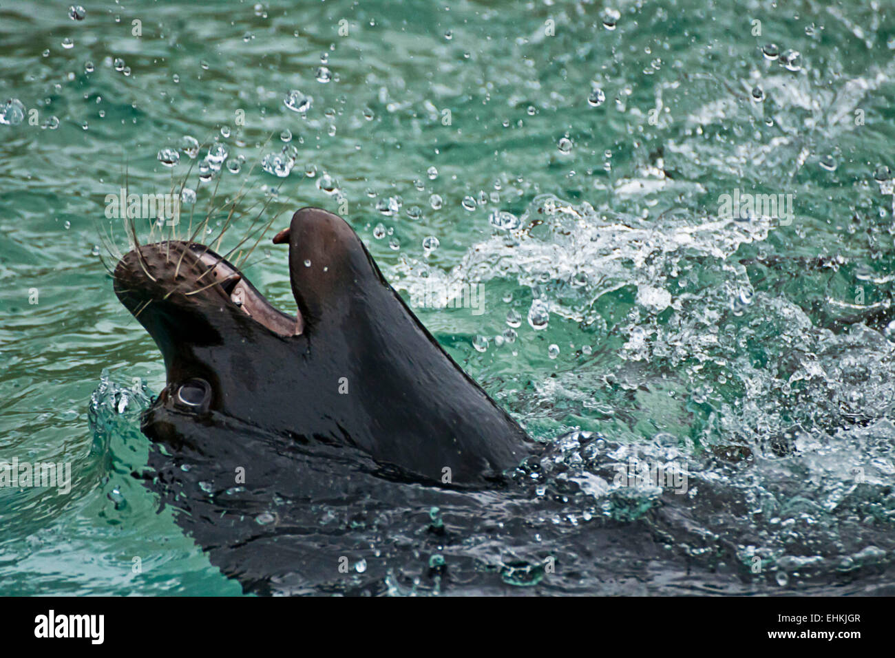 Playfully splashing hi-res stock photography and images - Alamy