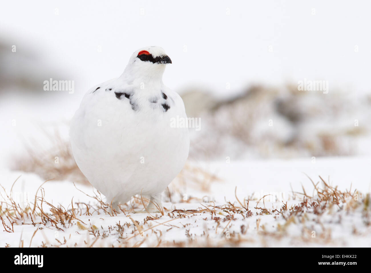 Male willow hi-res stock photography and images - Alamy