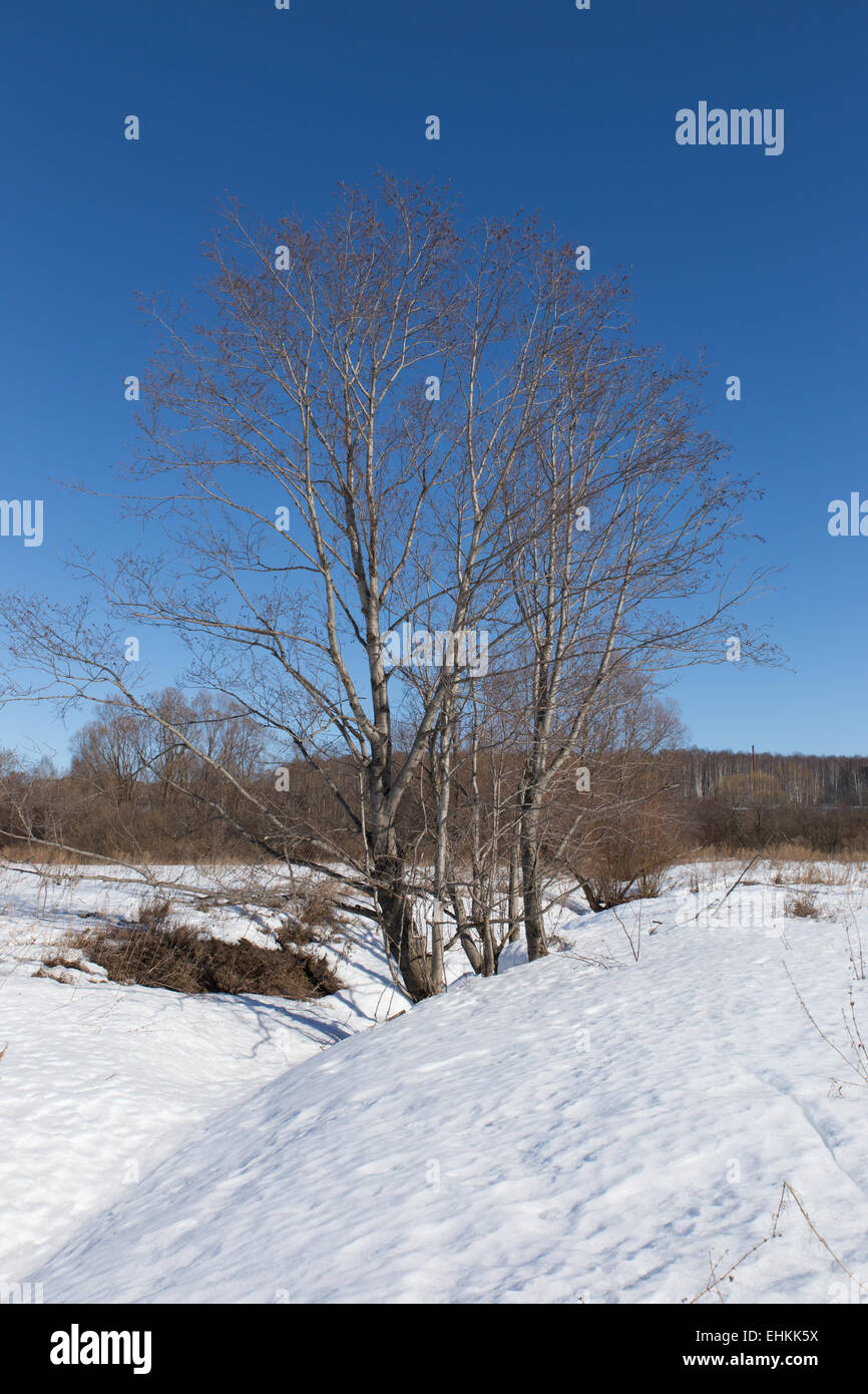 Alder winter hi-res stock photography and images - Alamy