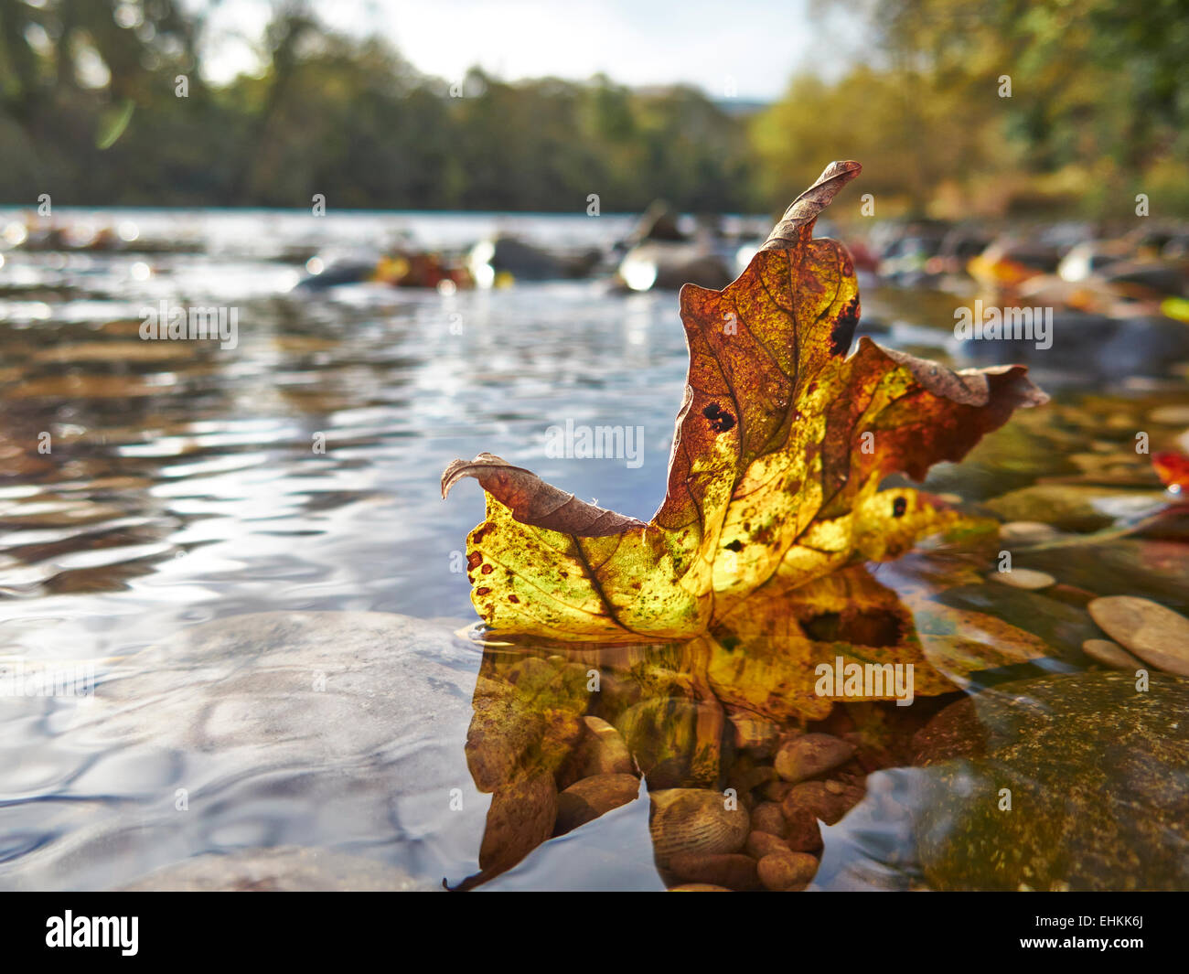 River leaf hi-res stock photography and images - Alamy